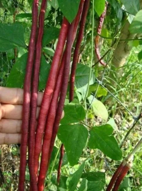 25 Seeds Red Noodle Bean Yard Long Asparagus Bean Fresh Garden