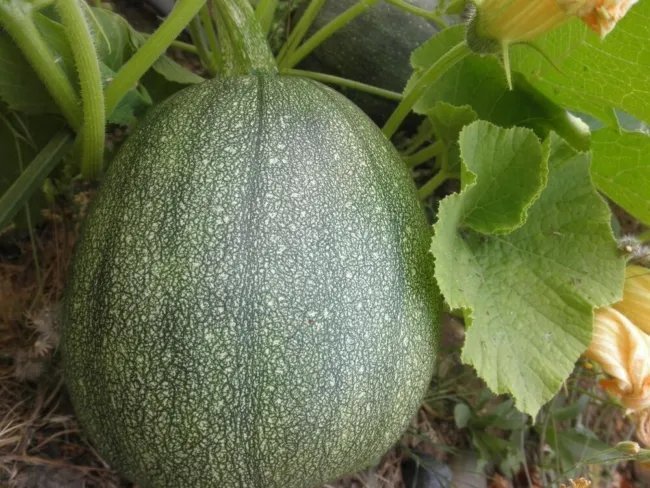 35 Sweet Tatume Squash Cucurbita Pepo Calabash Calabacita Mexican ...