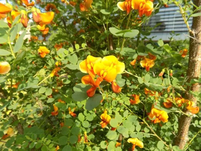 20 Bladder Senna Seeds Colutea × Media " Copper Beauty Fresh Garden