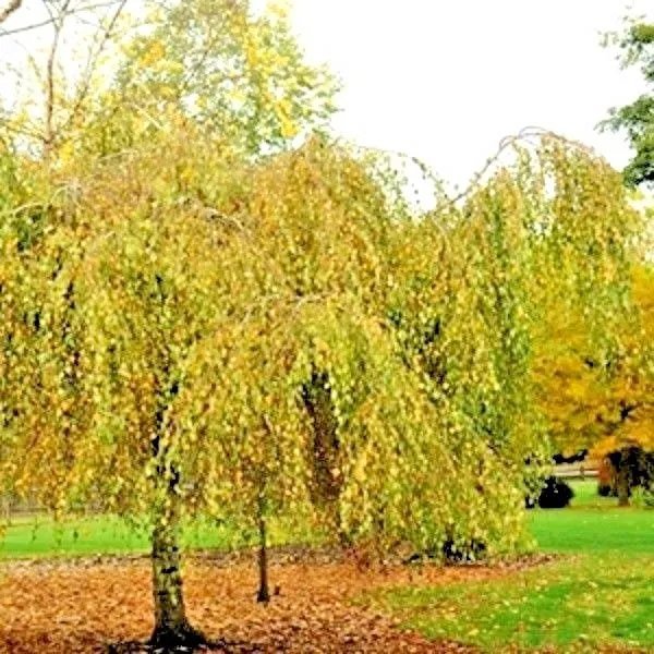 30 Youngs Weeping Birch Seeds Betula Pendula 'Youngii' Fresh Garden