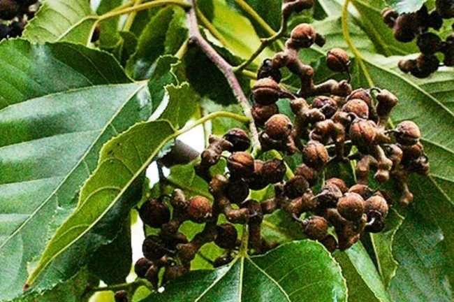 20 Japanese Raisin Tree Seeds Hovenia Dulcis Fresh Garden