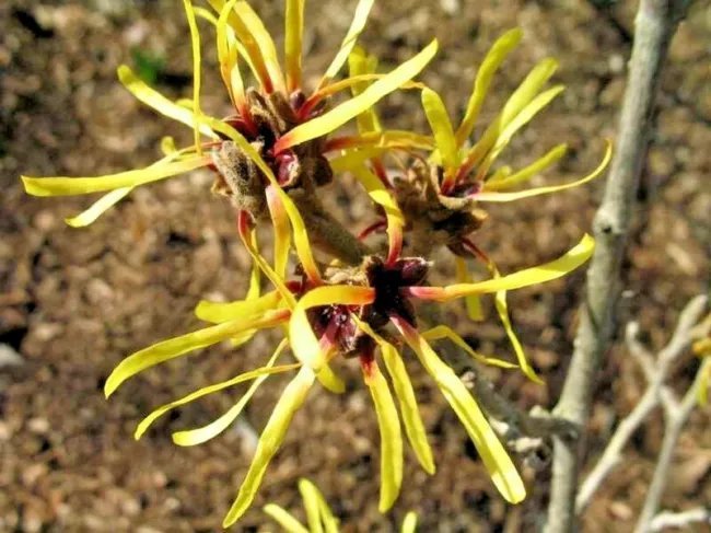 10 Chinese Imperalis Witch Hazel Seeds Hamamelis Mollis 'Imperialis ...