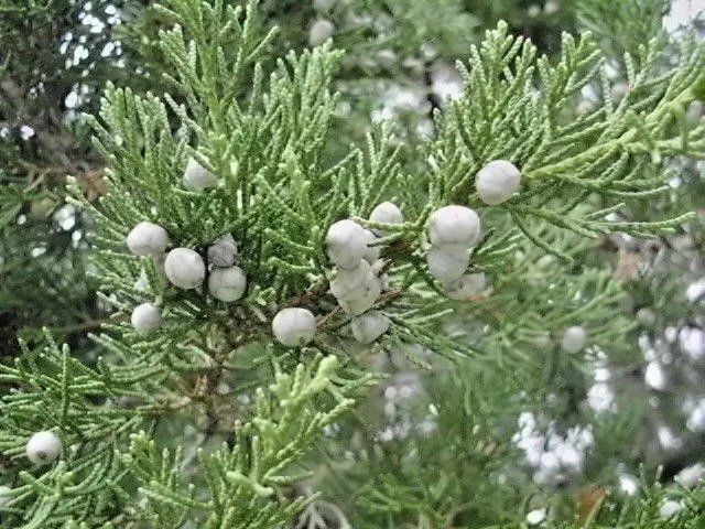 20 Mountbatten Juniper Seeds Juniperus Chinensis Mountbatten Fresh Garden