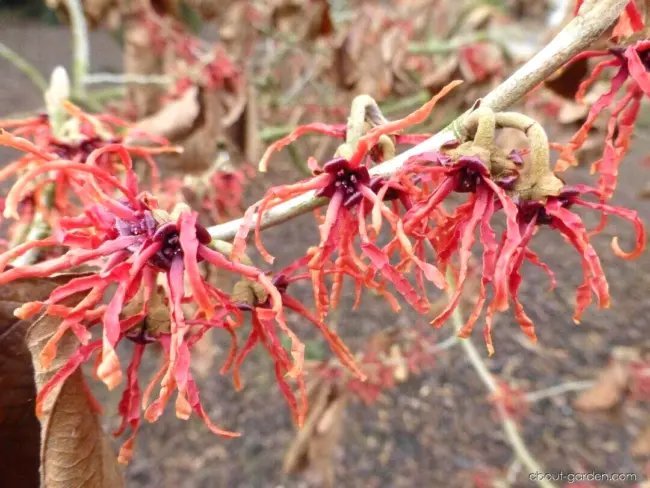 10 Carmine Red Witch Hazel Seeds Hamamelis X Intermedia Fresh Garden