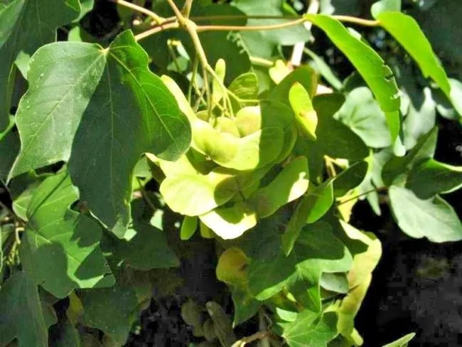 20 Queen Elizabeth Hedge Maple Seeds Acer Campestre 'Evelyn' Queen ...