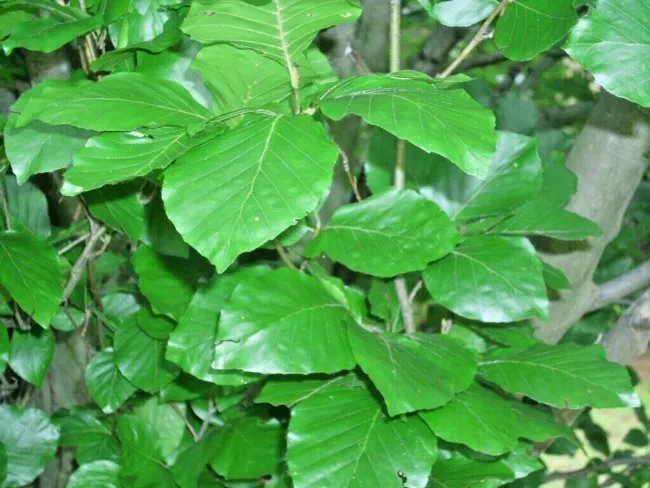 15 Columnar European Beech Seeds Fagus Sylvatica 'Fastigiata ' Fresh Garden