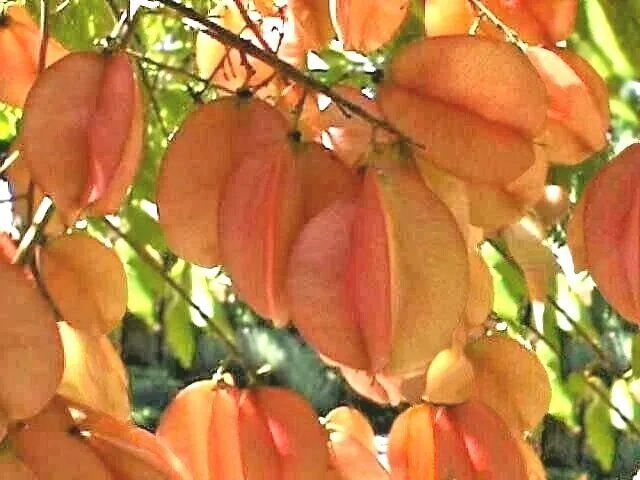 15 Rose Lantern Raintree Seeds Koelreuteria Paniculata 'Rose Lantern ...