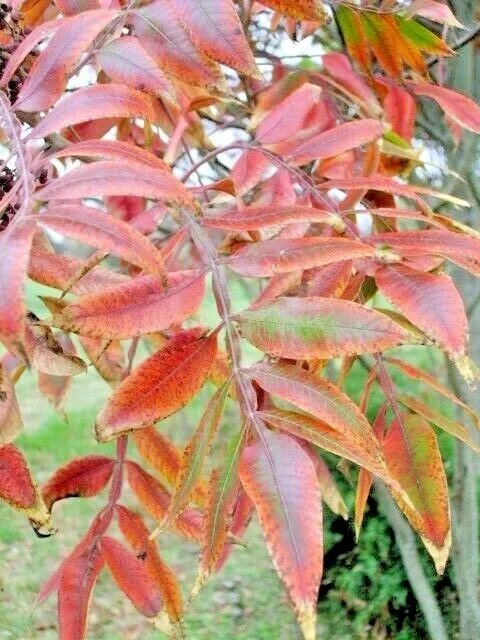 40 Winged ( Flame Leaf ) Sumac Seeds ( Rhus Copallinum ) Fresh Garden