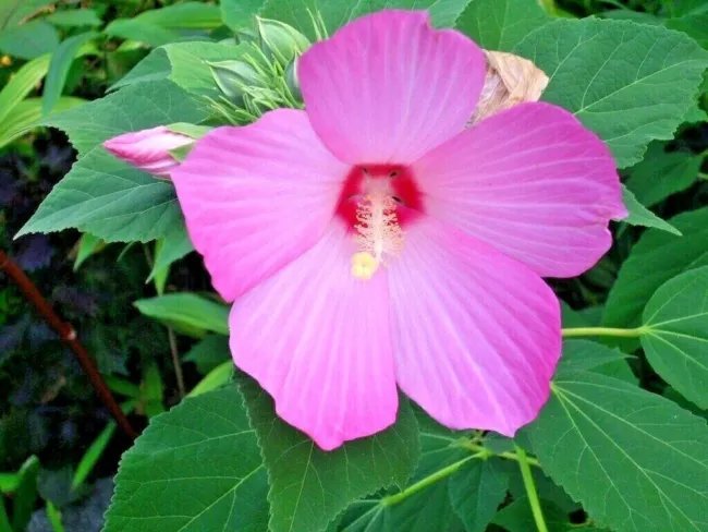 40 Pink Swamp Rose Mallow Seeds Wild Hibiscus Hibiscus Moscheutos Fresh ...