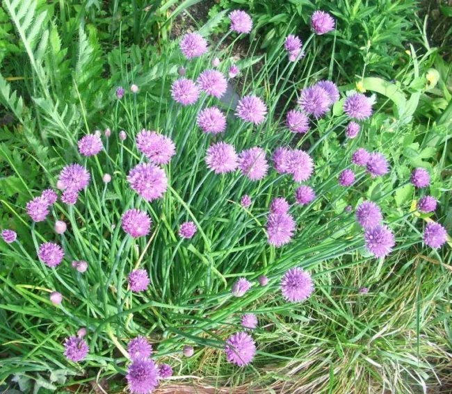 40 Common Chive Seeds Allium Schoenoprasum Fresh Garden