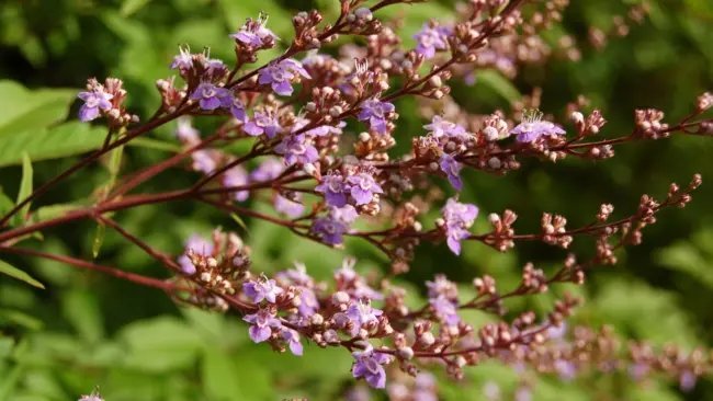 25 Chinese Chaste Tree Seeds Vitex Negundo Fresh Garden