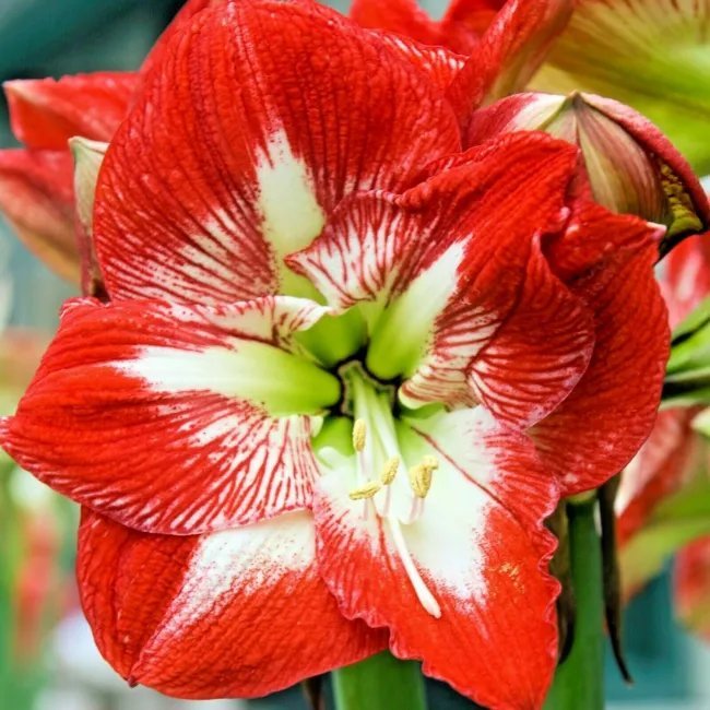15 Minerva Amaryllis Seeds Hippeastrum Fresh Garden
