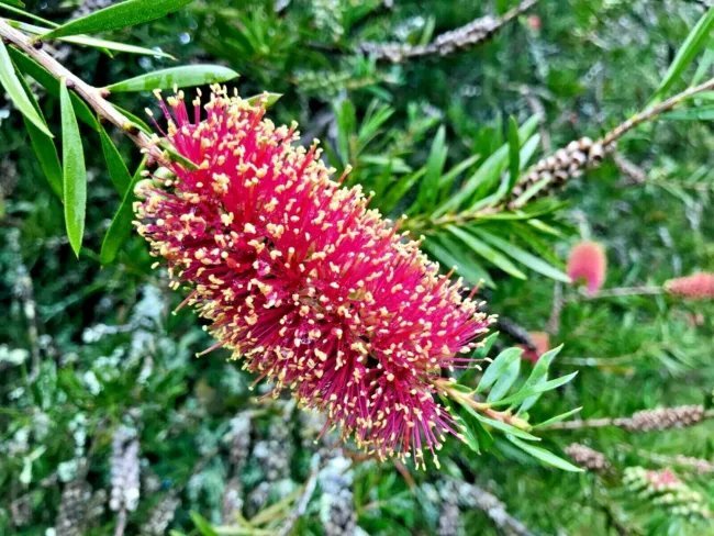 15 Scarlet Bottlebrush Seeds Callistemon Rugulosus Fresh Garden