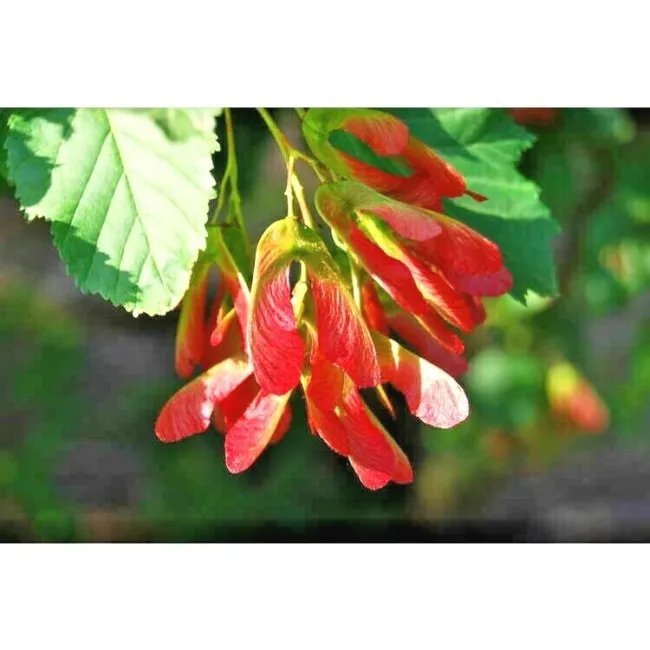 20 Red Wing Amur Maple Seeds Acer Tataricum Ginnala 'Red Wing' Fresh Garden