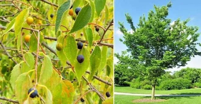 15 Western Hackberry Seeds Celtis Occidentalis Fresh Garden