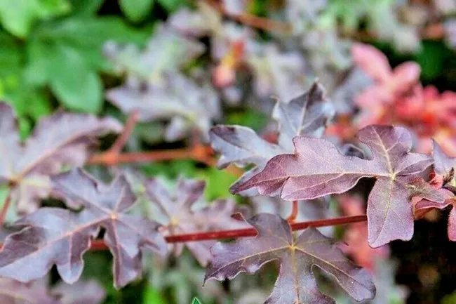 20 Royal Ruby Hedge Maple Seeds Acer Campestre 'Royal Ruby' Fresh Garden