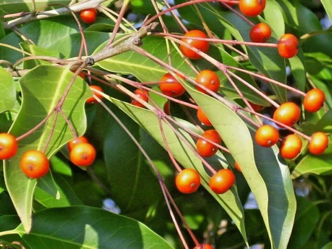20 Longstalk Holly Seeds Ilex Pedunculosa Fresh Garden