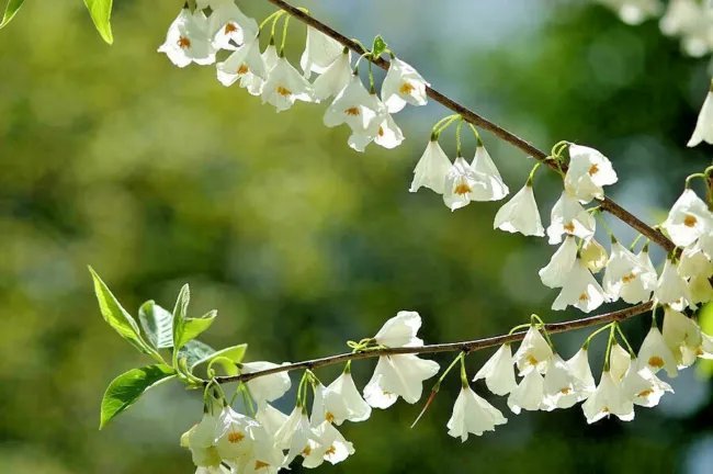 10 Mountain Silverbell Seeds Halesia Tetraptera Var Monticola Fresh Garden
