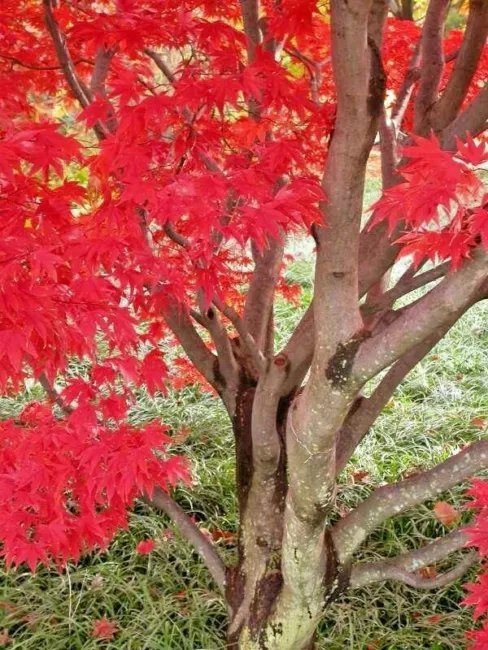 12 Oshio Beni Japanese Maple Seeds Acer Palmatum 'Oshio Beni' Fresh Garden