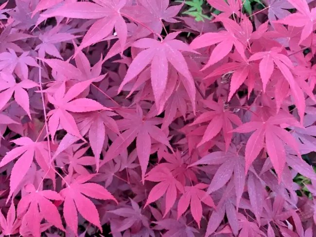 12 Hefners Red Japanese Maple Seeds Acer Palmatum 'Hefner'S Red' Fresh ...