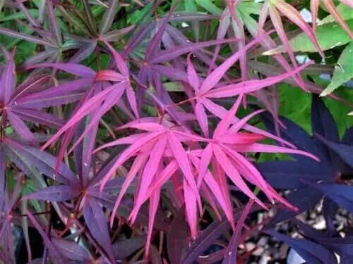 12 Red Bamboo Japanese Maple Seeds Acer Palmatum 'Beni Otake' Fresh Garden