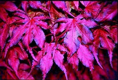 12 Purple Ghost Japanese Maple Seeds Acer Palmatum "Purple Ghost" Fresh ...