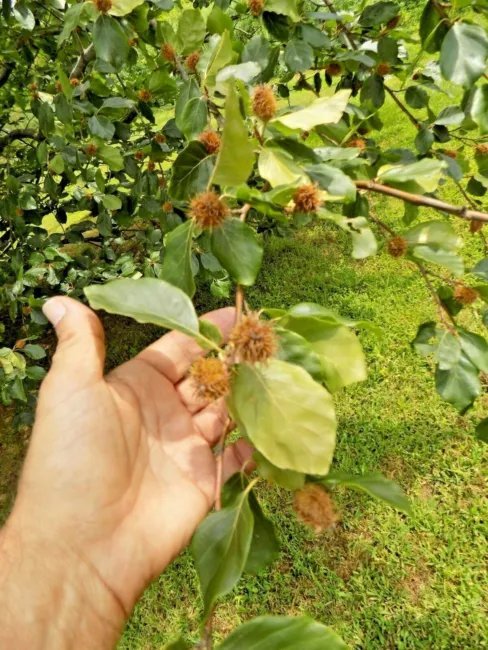 15 European Beech Seeds Fagus Sylvatica Fresh Garden
