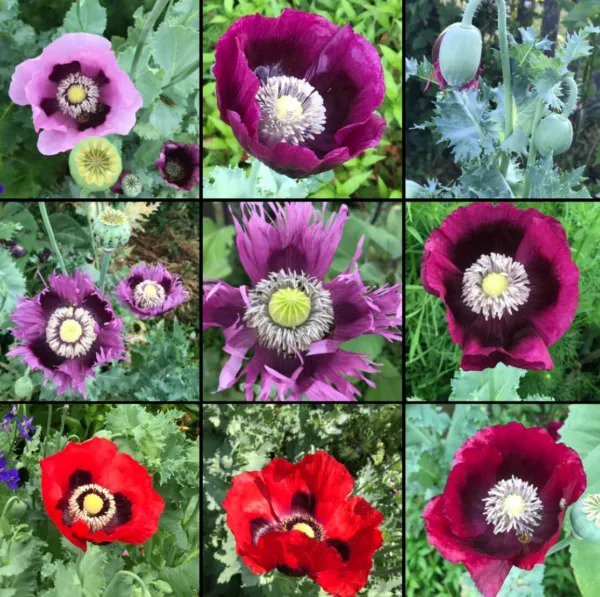 Poppy BREADSEED MIXED COLORS Huge Pods Baking Ornamental Non-GMO 1000 Seeds
