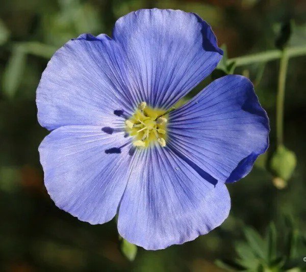 BLUE FLAX LINUM SEEDS 500+ LINUM LEWISII ORNAMENTAL flower GARDEN FREE ...