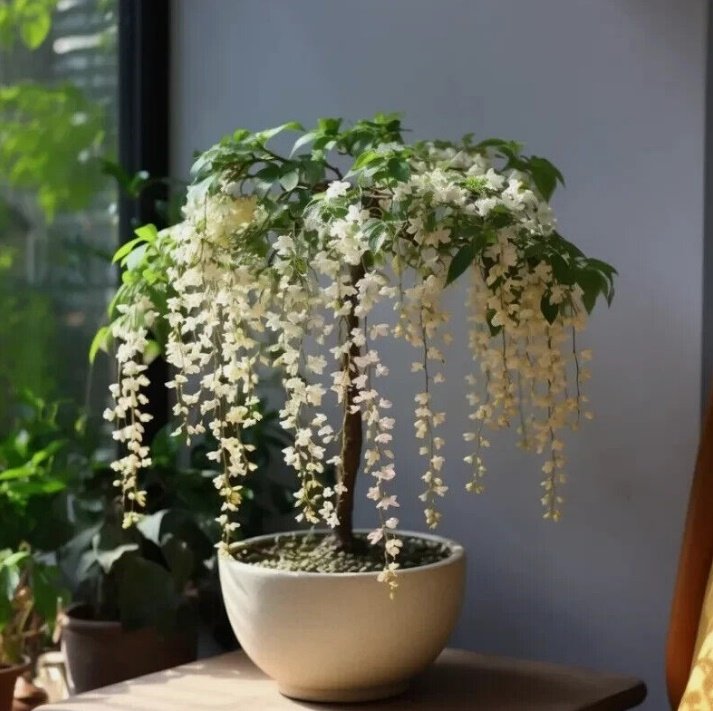 15 Seeds White Weeping Jasmine Flowers Garden