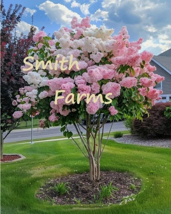 25 Seeds Pink White Hydrangea Tree Hydrangea paniculata Flowers
