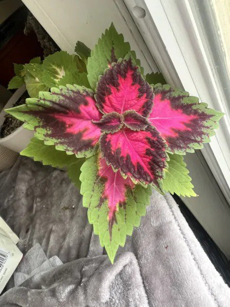 Seeds Fresh Crop 200 Cole Mix Rainbow Variety Multiple Colors House ...