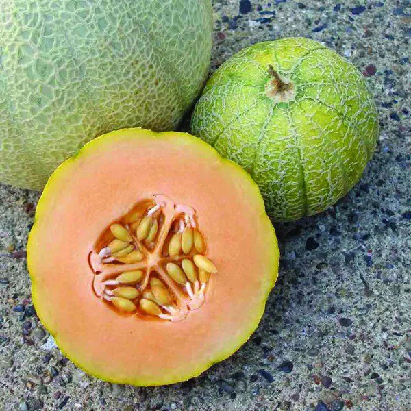 Seeds Fresh Crop Minnesota Midget Cantaloupe 25 Mini Melon Fruit