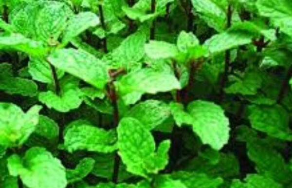 Seeds Fresh Crop Mint Seeds 75 Each Black Mint Peppermint Mojito ...