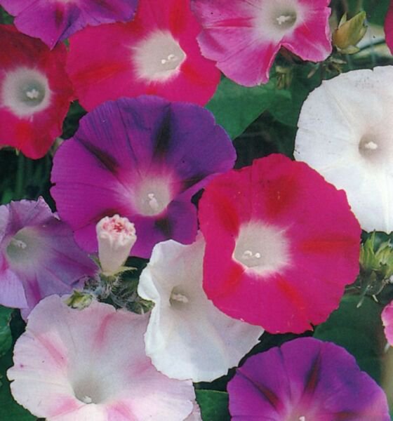 Seeds Fresh Crop Morning Glory Mixed Colors Giant 4 Inch Flowers