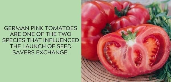 50 Seeds German Pink Tomato Juicy Vegetable Planting Tomatoes Fresh ...