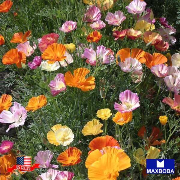 California Poppy Seeds Ballerina Mix Non Gmo Heirloom Home Garden