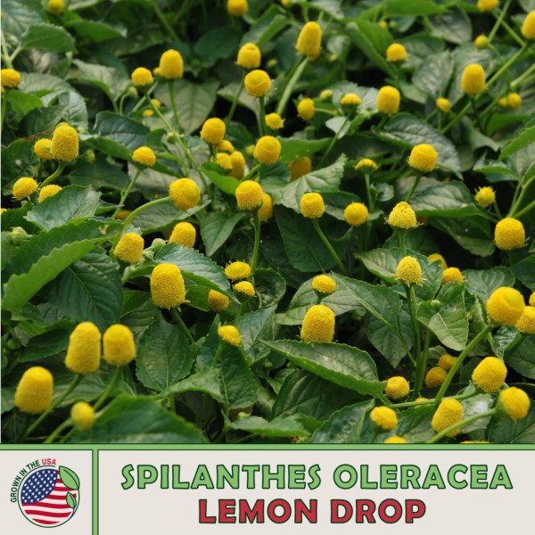 100 Lemon Drop Seeds Spilanthes Oleracea Toothache Plant Non Gmo ...