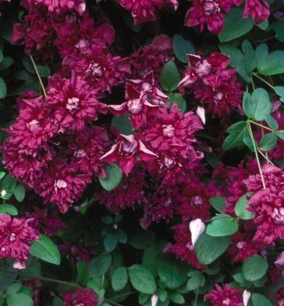 25 Raspberry Clematis Seeds Climbing Perennial Plumeria Bloom Seed 731 ...