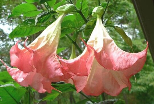 10 Frosty Pink Angel Trumpet Seeds Flowers Seed Brugmansia Datura 648 ...
