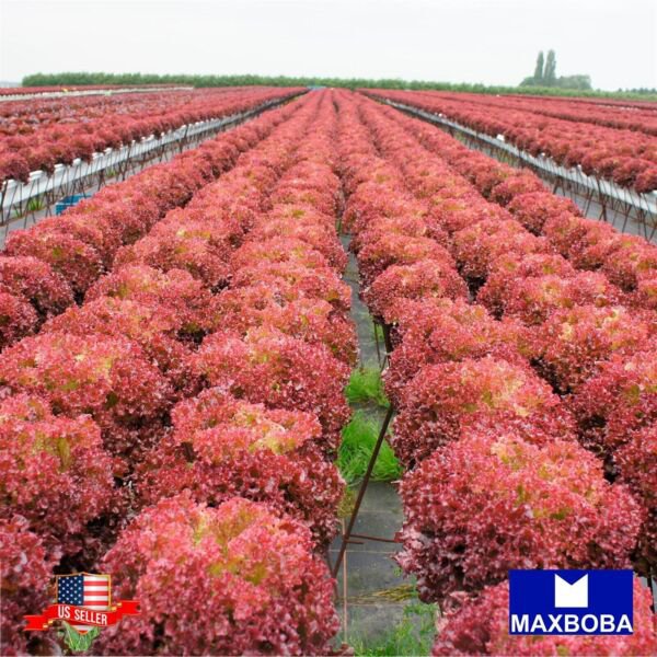 200 Leaf Ruby Red Lettuce Seeds Non Gmo Heirloom Vegetable Fresh Home ...