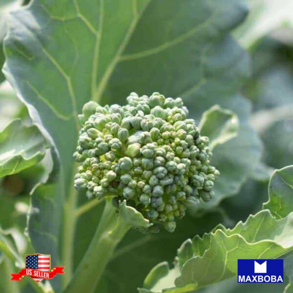 Broccoli Raab Seeds Spring Rapini Non Gmo Heirloom Home Garden