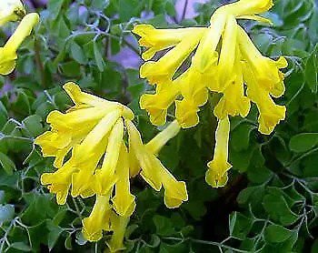 Yellow Bleeding Heart Corydalis Lutea 20 Seeds Fresh