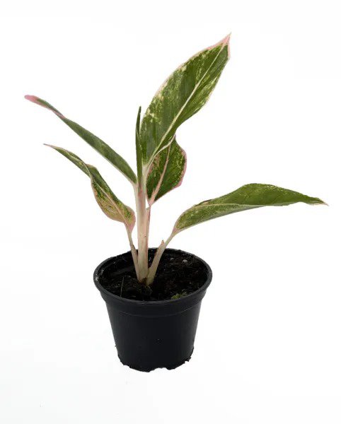 Rare Pink Siam Chinese Evergreen Plant Aglaonema Grows In Dim Light 4 ...