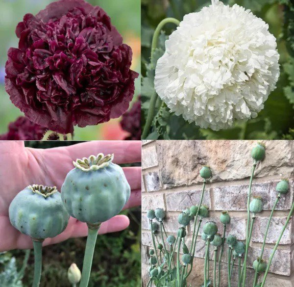 Poppy Tuxedo Mix Black & White Double Peony Blooms Huge Pods Non Gmo ...