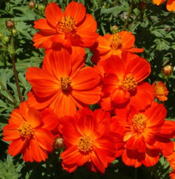 Cosmos Crest Gold Dwarf Summer Fall Blooms Pollinators Non Gmo 100 ...