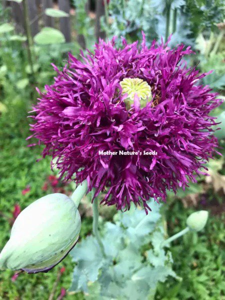 Poppy Double Blooms Mix Peony Flowers 5" Blooms Huge Pods Non Gmo 2000 ...