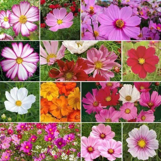 Cosmos Crazy For Cosmos Mix 10 Varieties Heirloom Pollinators Non Gmo ...