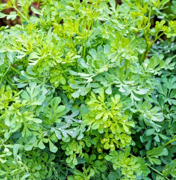 100 Common Rue Medicinal Herb Seeds Rue (Ruta Graveolens) P Fresh Garden