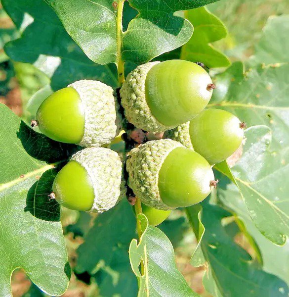 10 Oregon White Oak Tree Seeds (Quercus Garryana) Acorns Fresh Garden